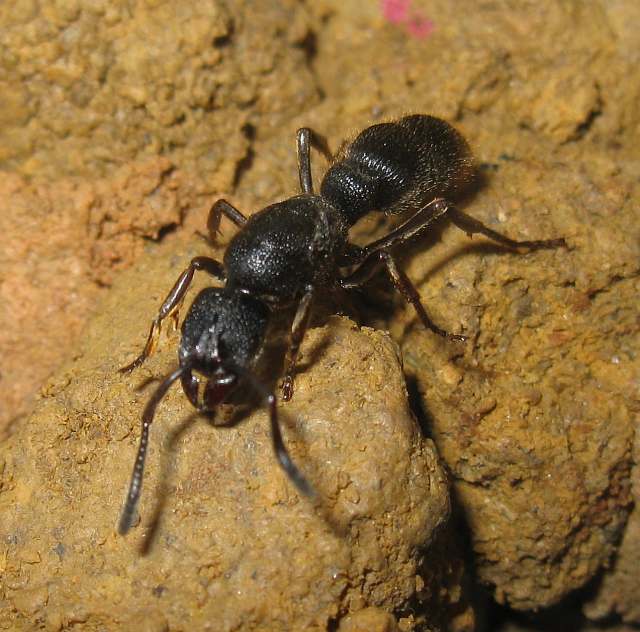 Photos and Info on Ants and Termites of Malaysia: Pseudoneoponera ...