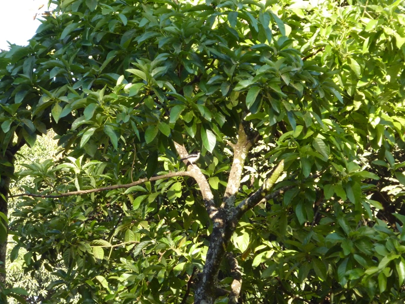 Our Mission experiences from Canada into Cameroon ...: "If we walk in ...