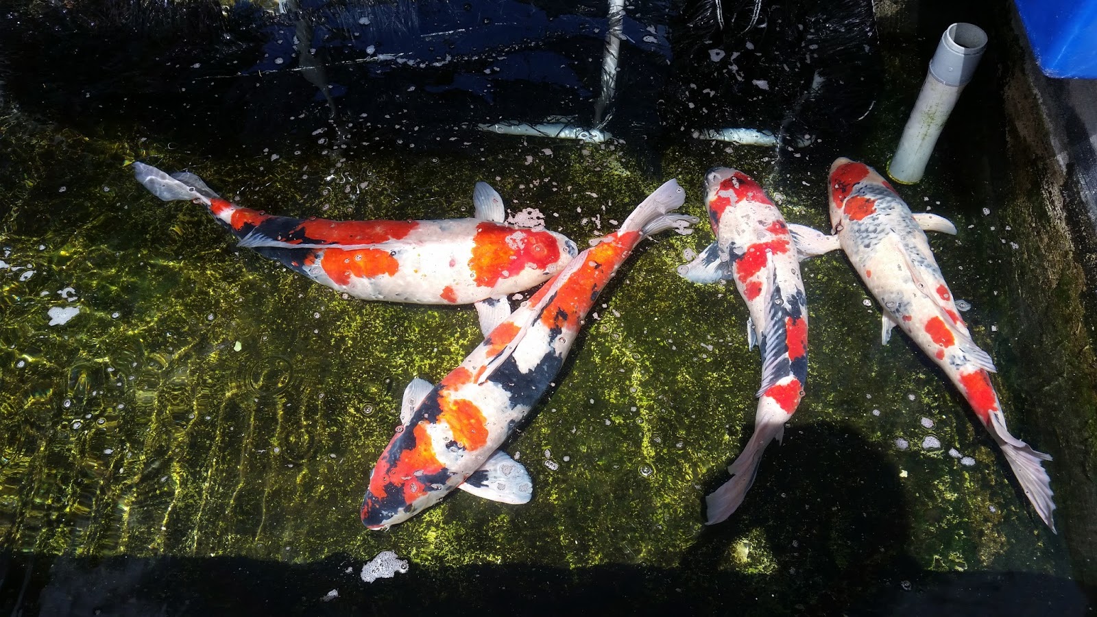 Ushijima Nishikigoi: Summer Time Means It's Koi Breeding Season