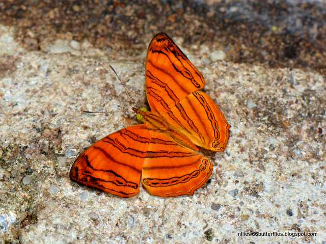 The Forested Path (and Beyond): BUTTERFLIES of RAUB: The Greater Wavy ...