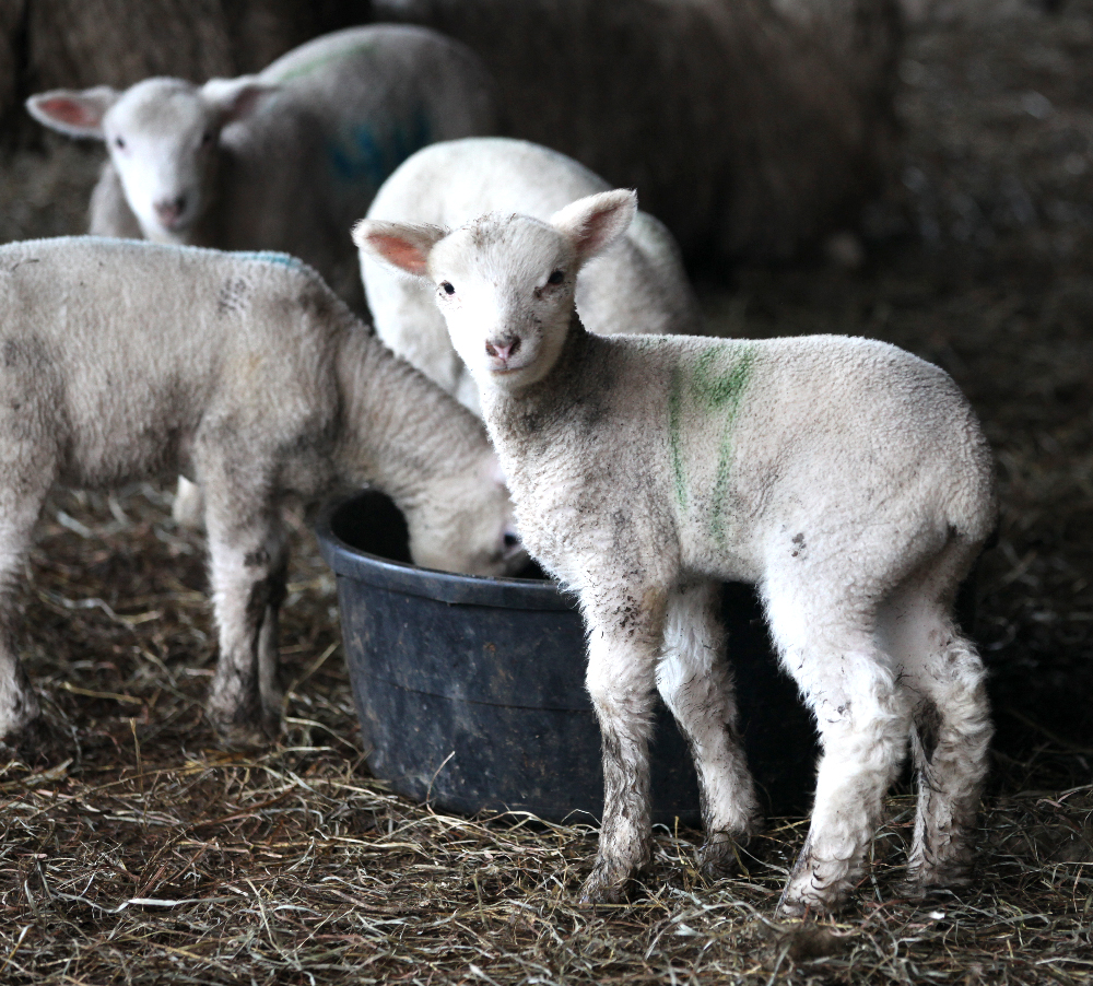 Getting Stitched on the Farm: More Cute Lamb Pics