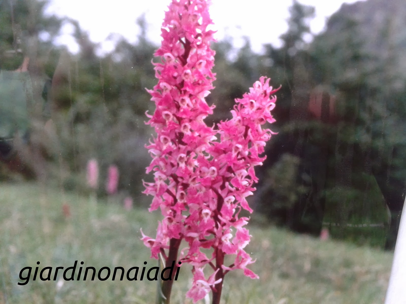 Il giardino delle Naiadi: ORCHIS LAXIFOLIA, LA RARISSIMA ORCHIDEA PALUSTRE