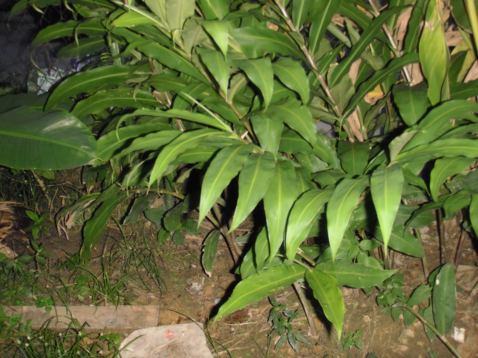 AL BIRRU ENTERPRISE: HERBA YANG DIGUNAKAN AL BIRRU DALAM TANGAS, TUNGKU ...