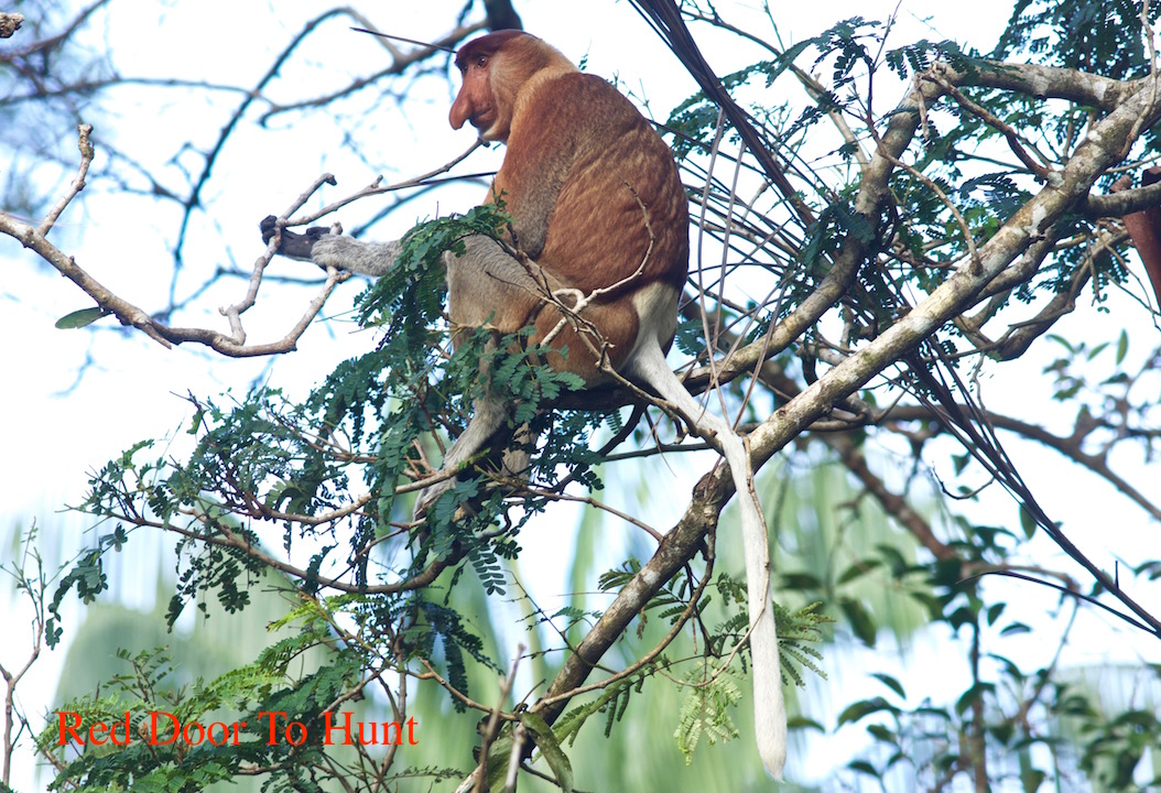 RED Door To Hunt: Beruk Kentoi~Macaca arctoides~Stump tailed Macaque