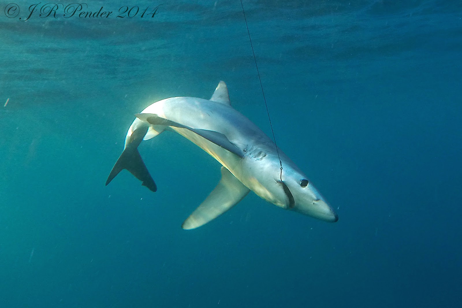 Joe Pender Wildlife Photography: Blue Sharks