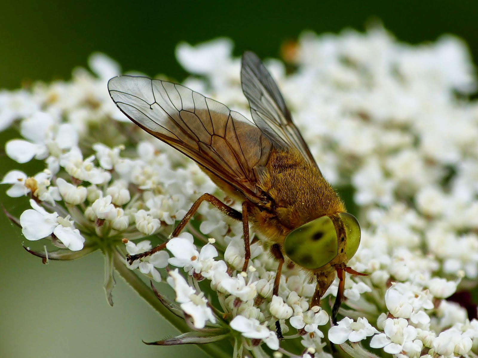 Photos d'insectes: Les Diptères - Sous-ordre des Brachycères (mouches ...