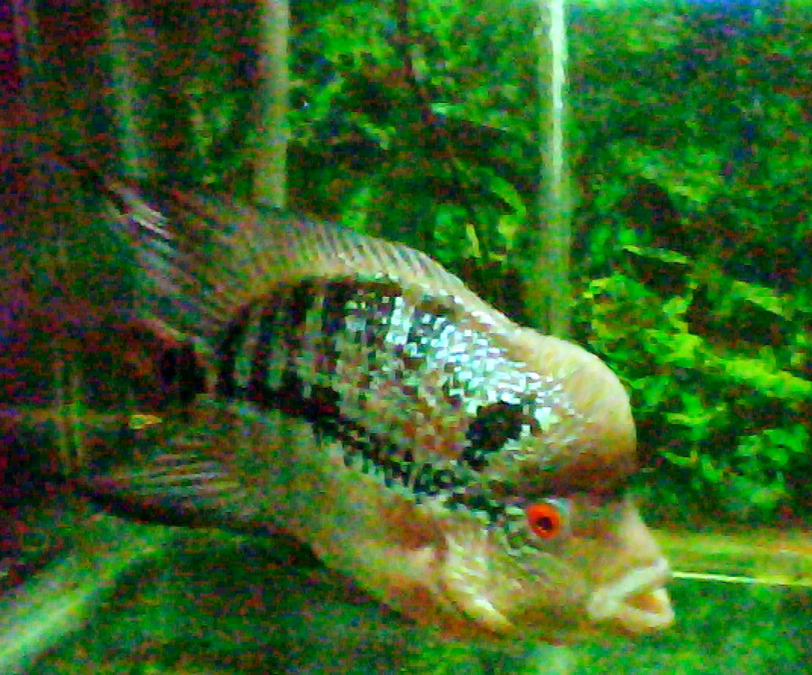 IKAN LOU HAN SEJARAH DAN PERKEMBANGANNYA | VISIUNIVERSAL