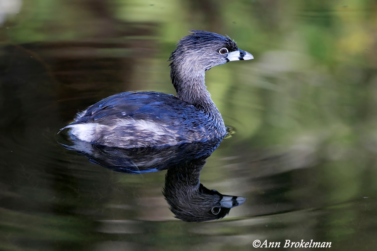 Ann Brokelman Photography: Pied Billed Grebe Florida