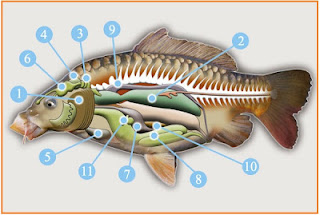 Bentuk dan Fungsi Insang Pada Ikan ~ Rangkuman Pengetahuan Alam Lengkap