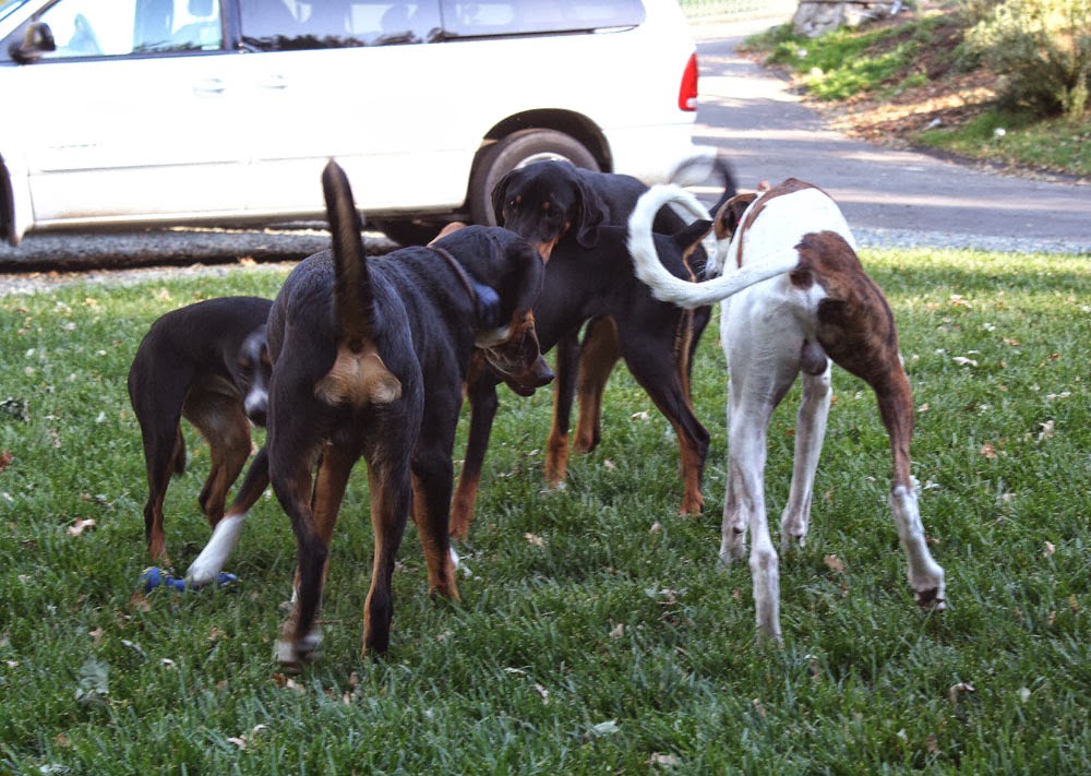 California Magyar Agar: A Hungarian Hound Gathering
