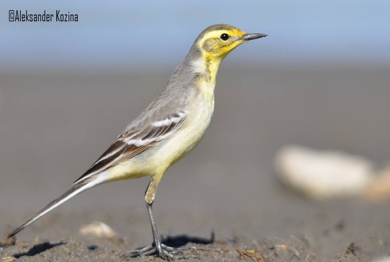 Calidris birding and bird photography: Island of Pag