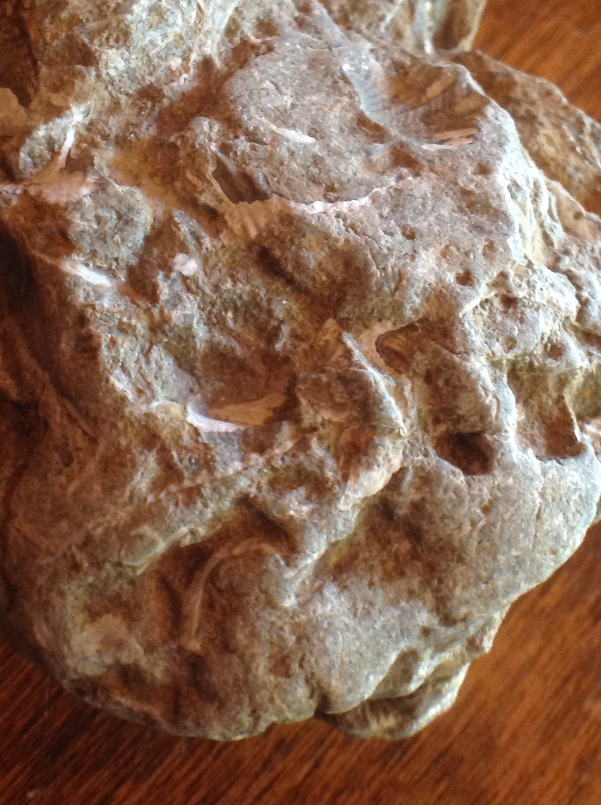Lambton Rocks: Another Fossil Face: Part One