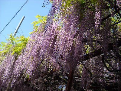 Daily Glimpses of Japan: Sennen Fuji Flowers - Wisteria In Shiso City ...