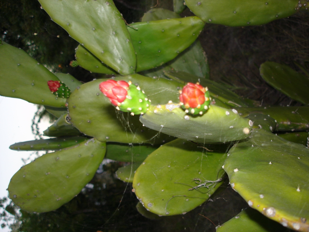 El Mensajero Del Sur: LA FLOR DE LA TUNA