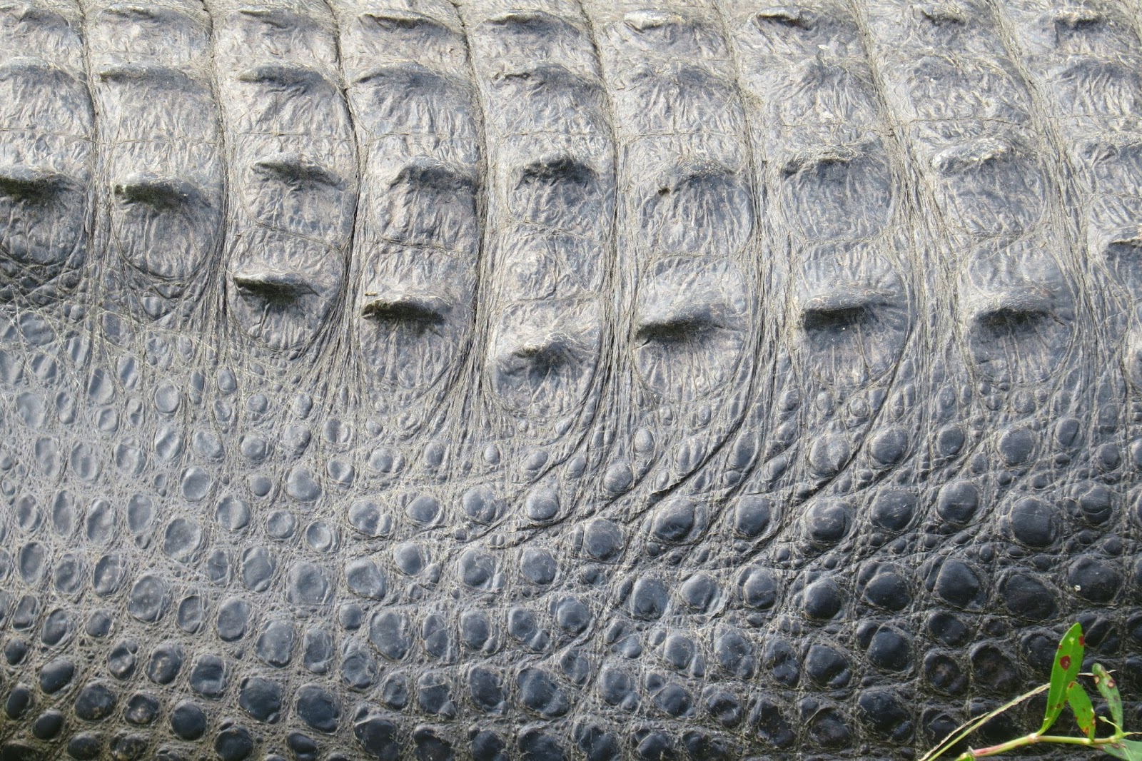 Alligator Scales