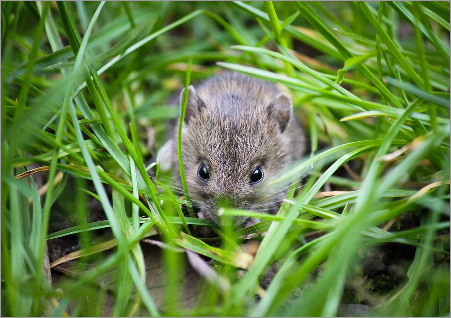 3 Cara Unik dan Ampuh Mengatasi Hama Tikus Pada Tanaman Padi | -Petani TOP-