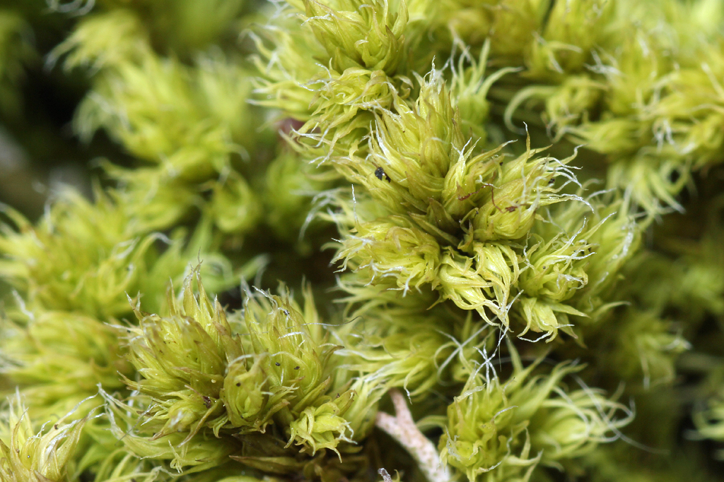 Moonmoths Photo Gallery: Baglan Bay (cont.)