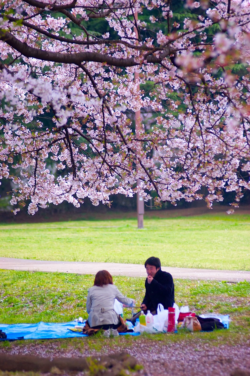 Pinoy Gazette: Pagpasok ng tagsibol inaabangan na ng mga turista sa Japan