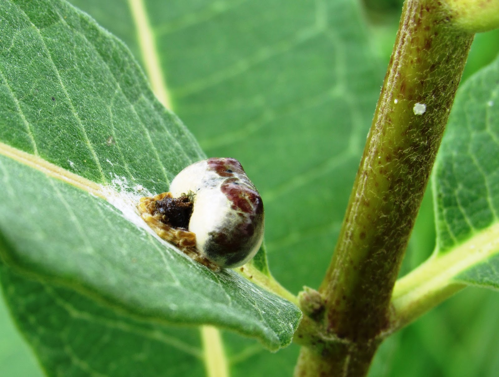 the common milkweed: Bolinda the Bolas Spider