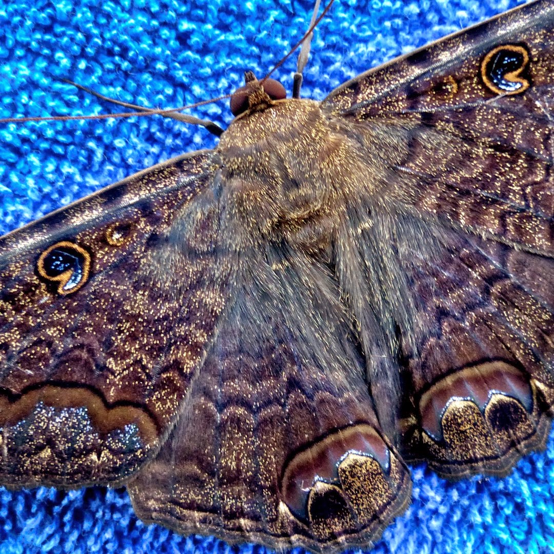 ThirdSpace: Black Witch Moth