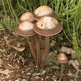 Magic Mushroom Hunters: Psilocybe liniformans var. americana