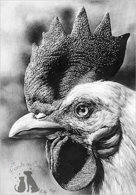 Realistic Animal Drawings: Realistic Birds Drawing Rooster Head Side View