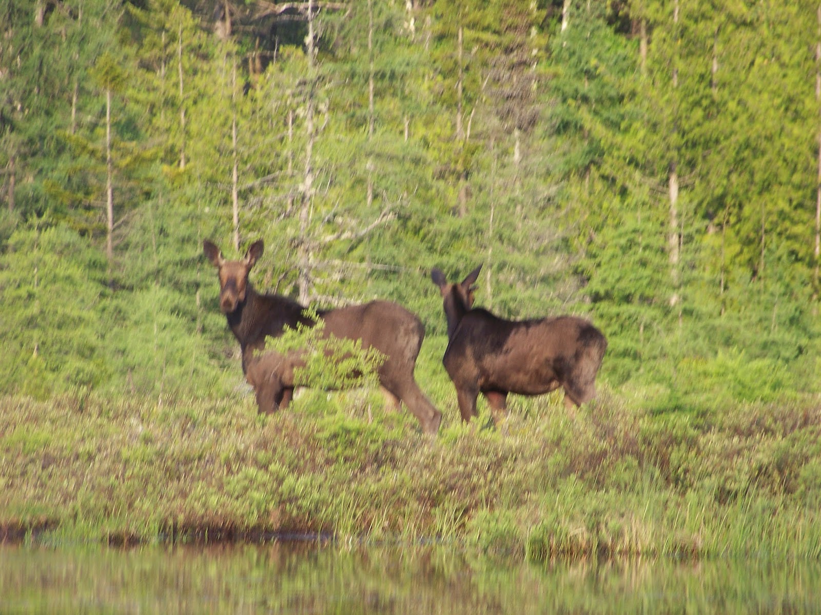 Posted by Maine Moose Tracks at 3:37 PM