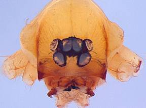 Arquivos do Insólito: Ufologia, Criptozoologia, Fenômenos Anômalos ...