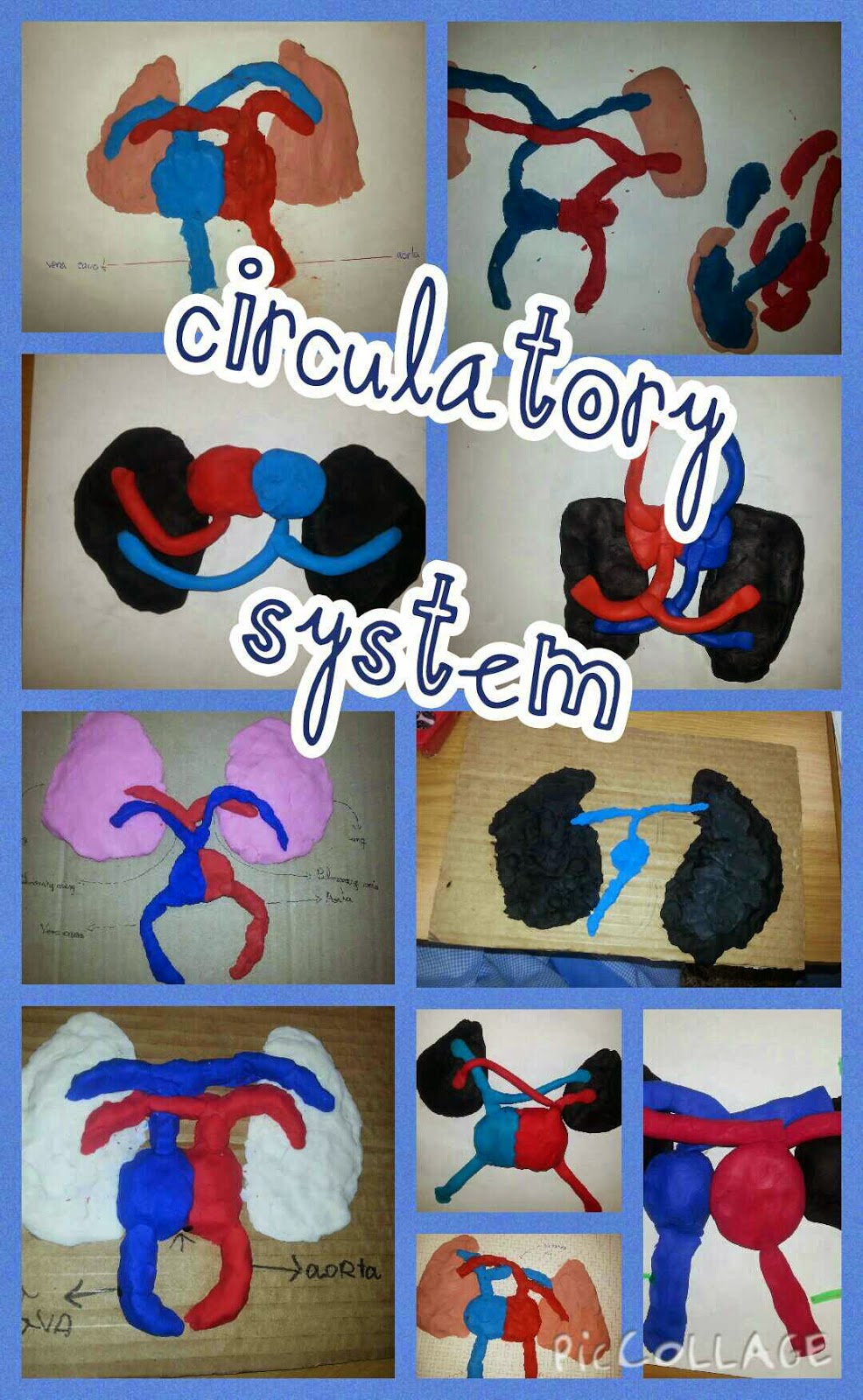 MilaEnglish Blog: Circulatory System