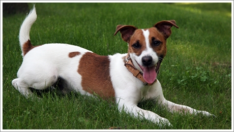 Jake Russell Terrier: History: Jake Russell Terrier