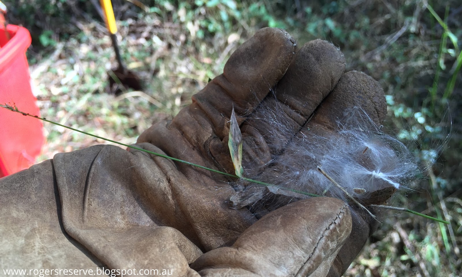 Charles and Motee Rogers Bushland Reserve: Removal of Moth Vine