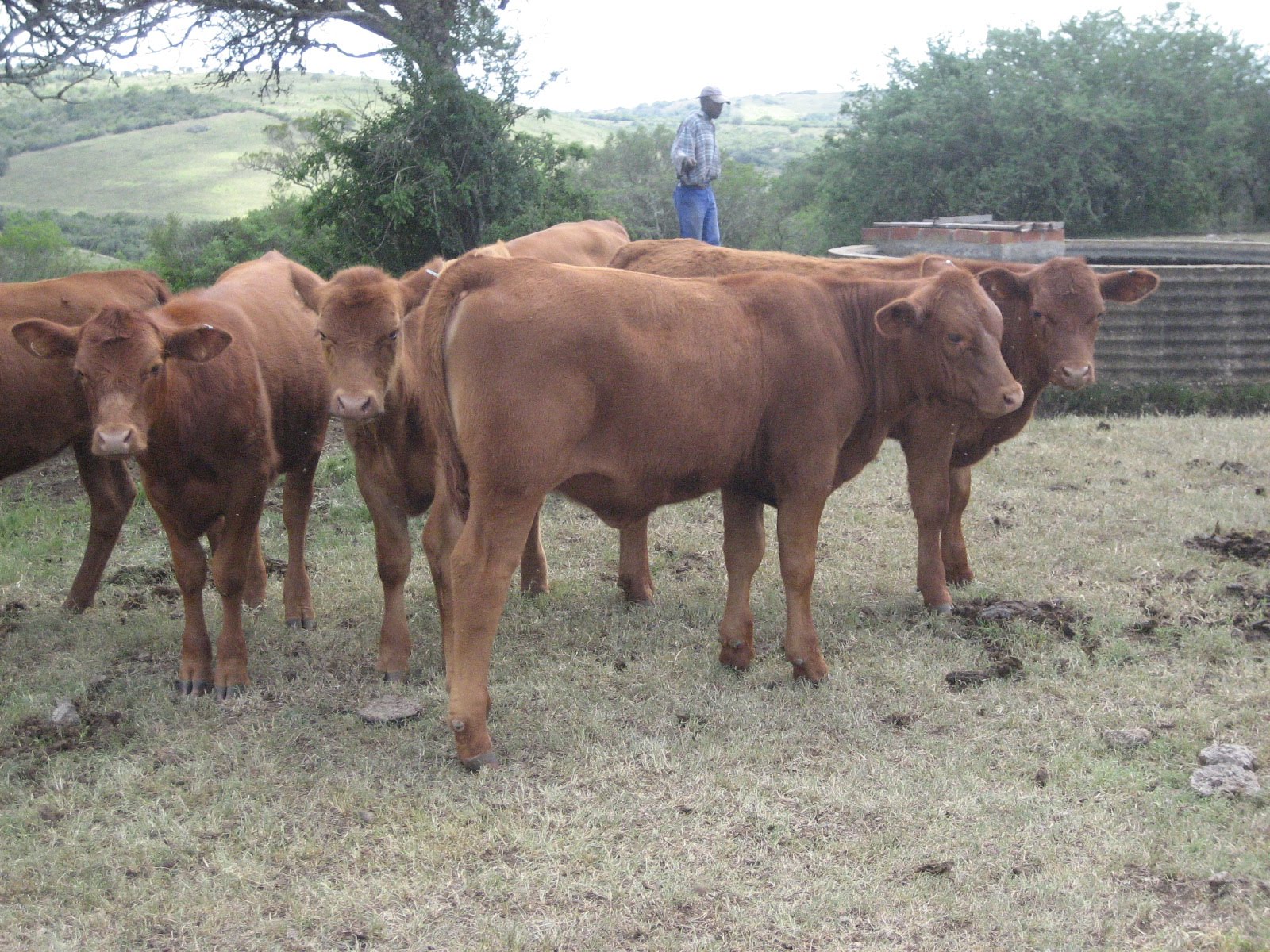 Tick Control on Cattle and Game: Denys Wells, Alexandria, Eastern Cape ...