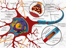 LA NEURONA Y SUS PARTES: AXON