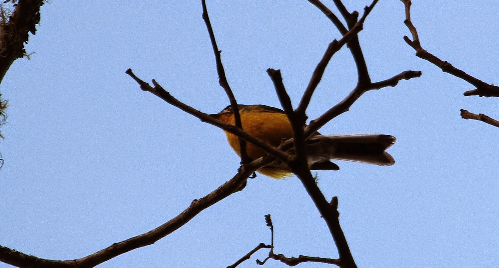 Nuestro bello mundo...: Birding Tour in the Andes, Merida and Barinas ...