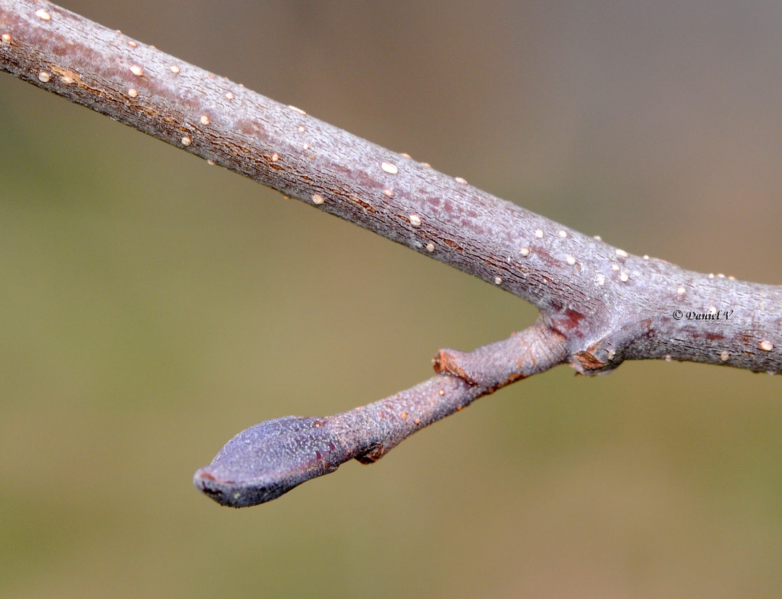 Macrophoto plaisir passion: L'aulne glutineux, alnus glutinosa