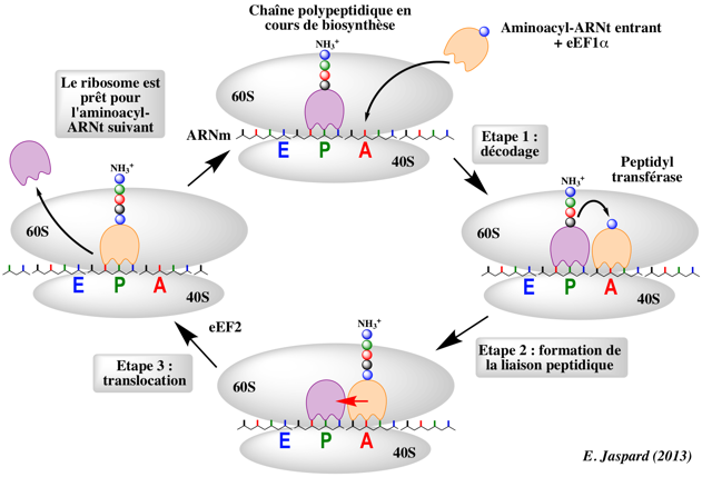 Actualités Scientifiques - Médicales: #trendsincellbiology #traduction ...