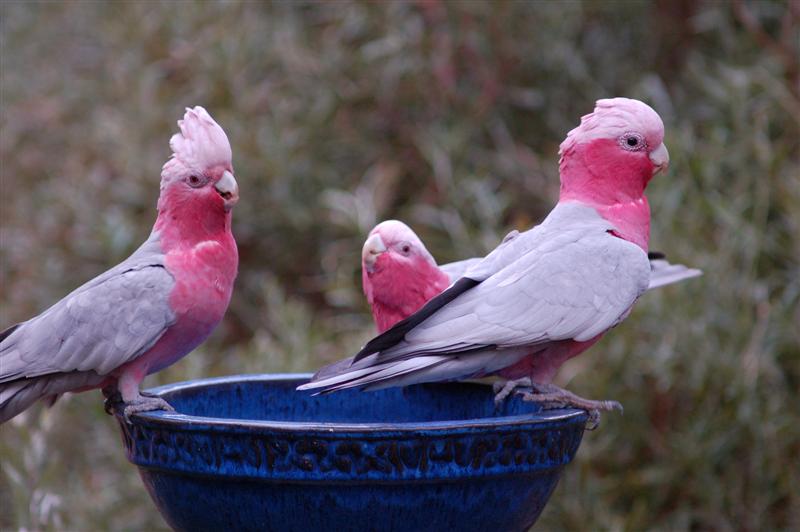 WA Zoologist: Backyard Galahs