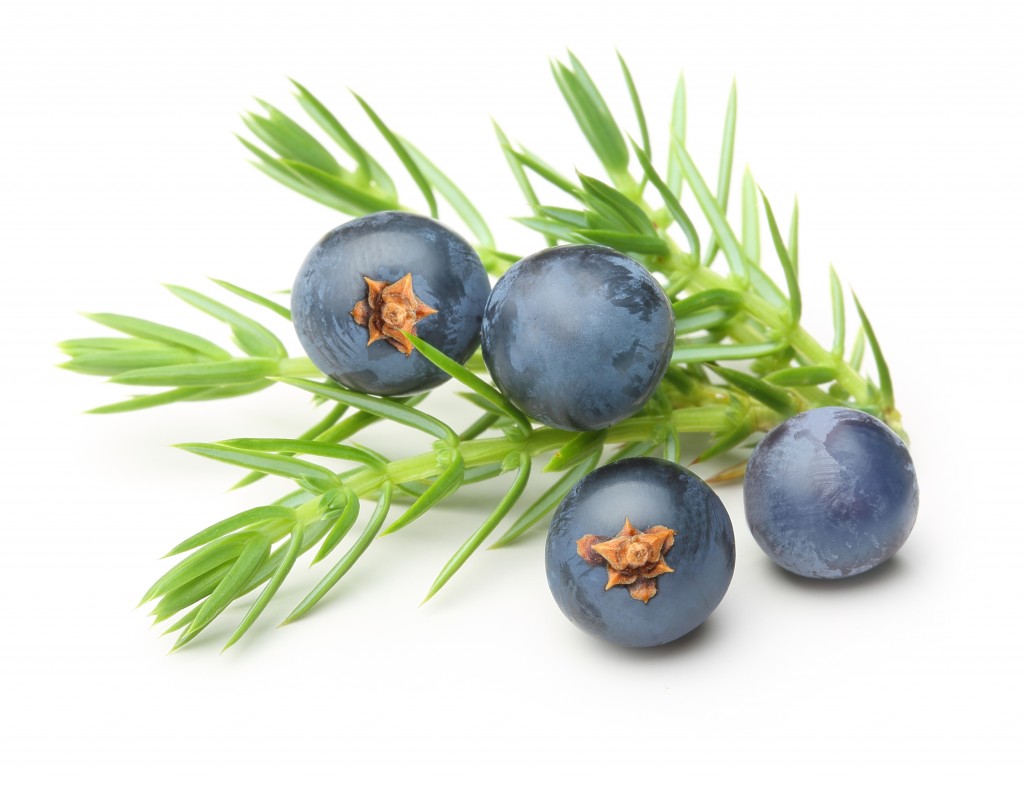 BENEFITS OF JUNIPER BERRIES - Naattu Marundhu Kadai CBE