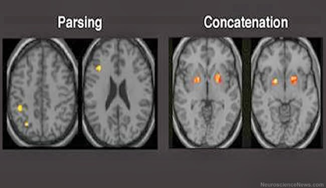 Sequence Chunking Mechanism in the Brain Found In Basal Ganglia