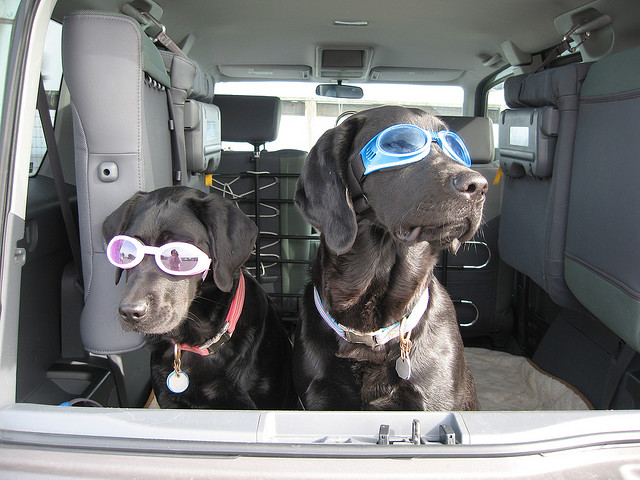 Doggles – Dogs in Sunglasses | The Ark In Space