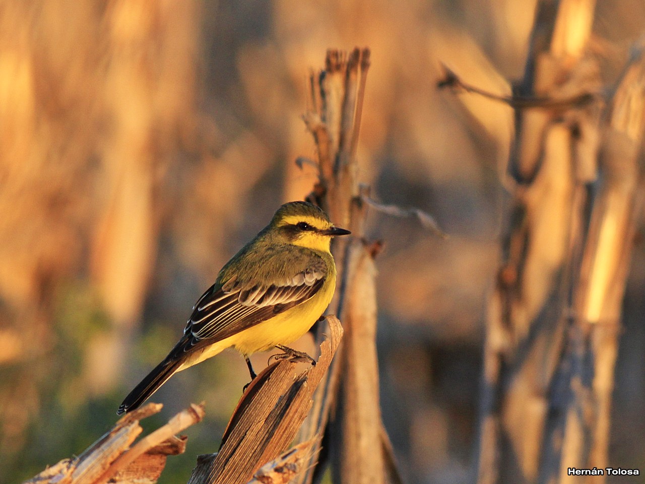 Aves Bonaerenses: Amarillo