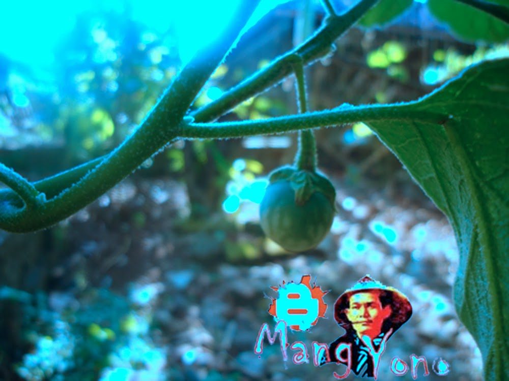 Terong Kuning ( Solanum indicum) atau Terong Peuheur