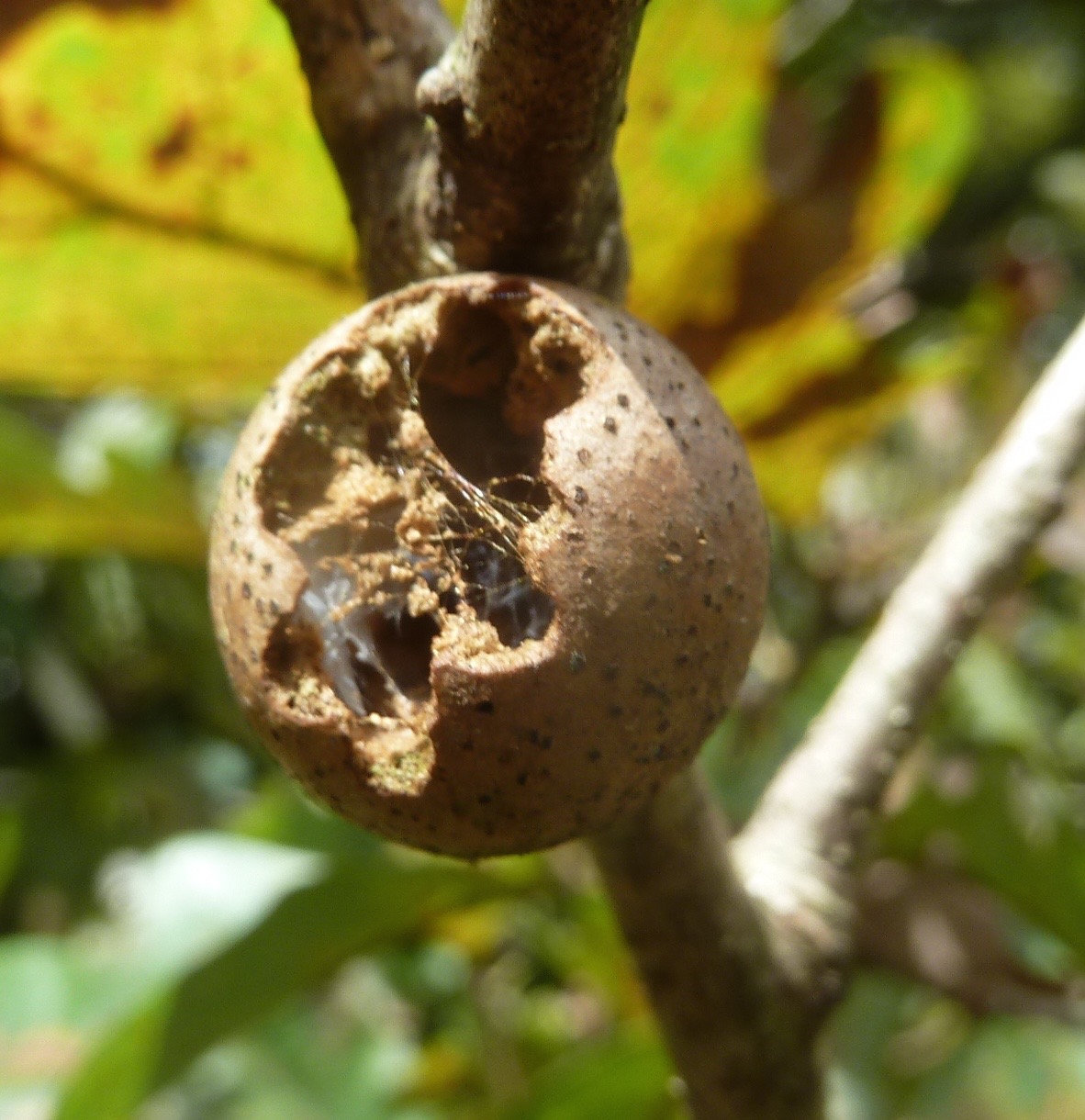 Springfield Plateau: Oak Bullet Galls