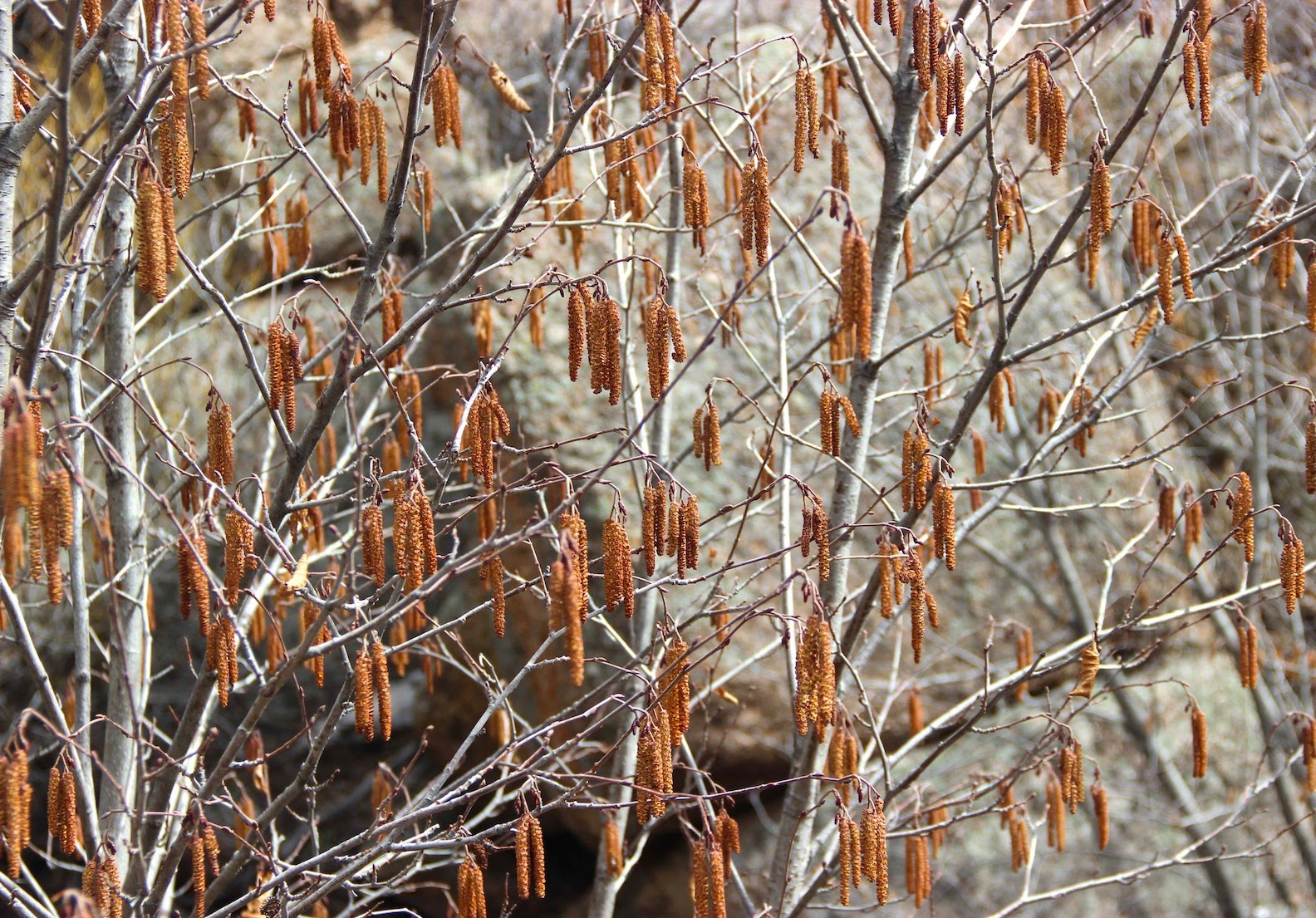 In the Company of Plants and Rocks: Are you an alder or a birch?