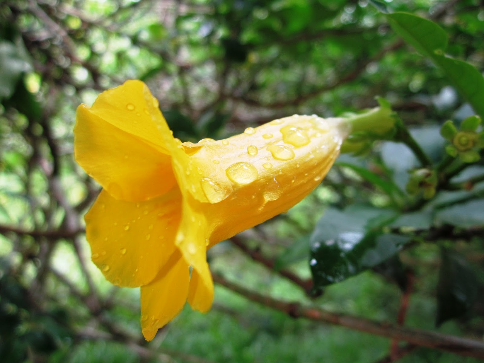 Yellow Allamonda ~ Bangladesh Explorer