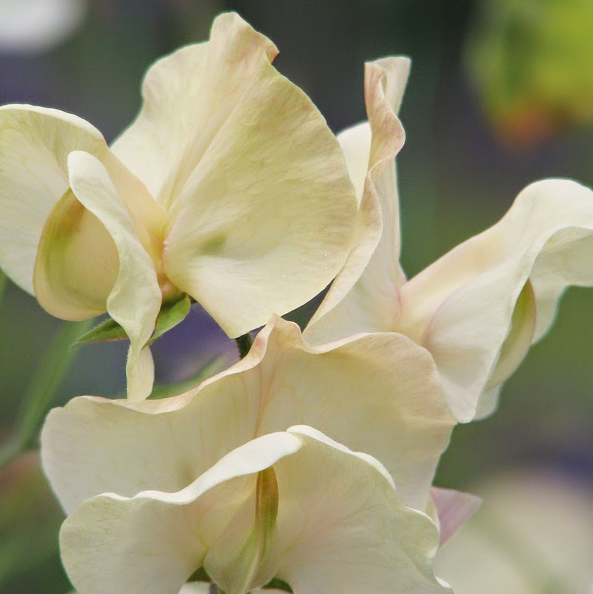 GROW SWEET PEA SEEDS |The Garden of Eaden