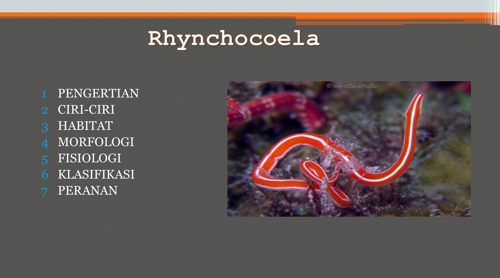 work. // Presentasi Avertebrata Air : Filum Rhynchocoela