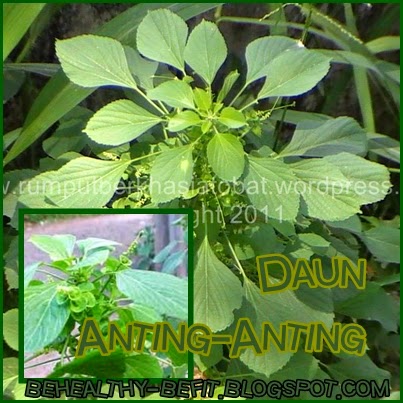 Be Healthy Be Fit: Daun Anting-Anting... Idih... Apaan?