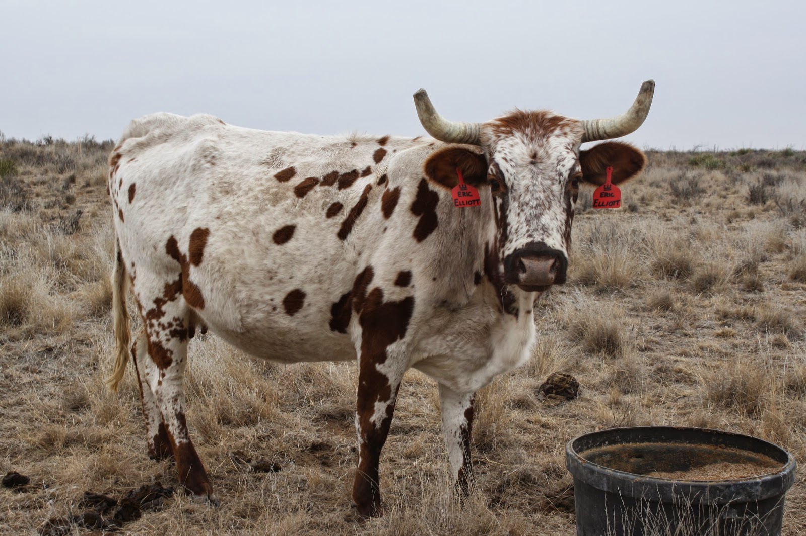 The Ranch Life of Savannah J.E.: Checking Cattle