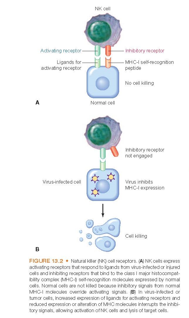 Cells of Innate Immunity - pediagenosis